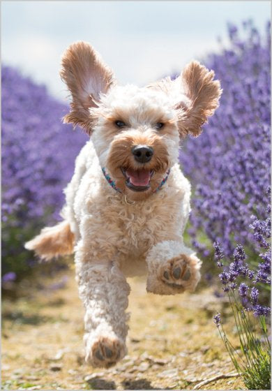 Cockapoo in Lavender happy birthday card – Nickery Nook